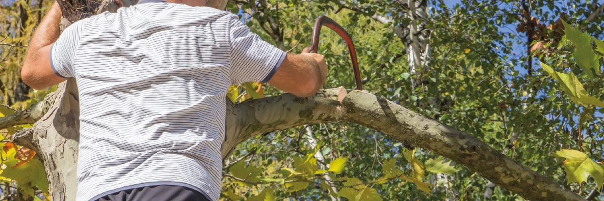 How to Keep Your Trees Healthy | Safeco Blog